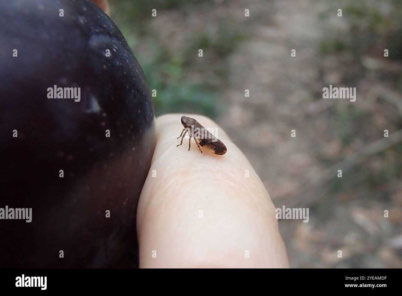 True Hoppers (Auchenorrhyncha Stock Photo - Alamy
