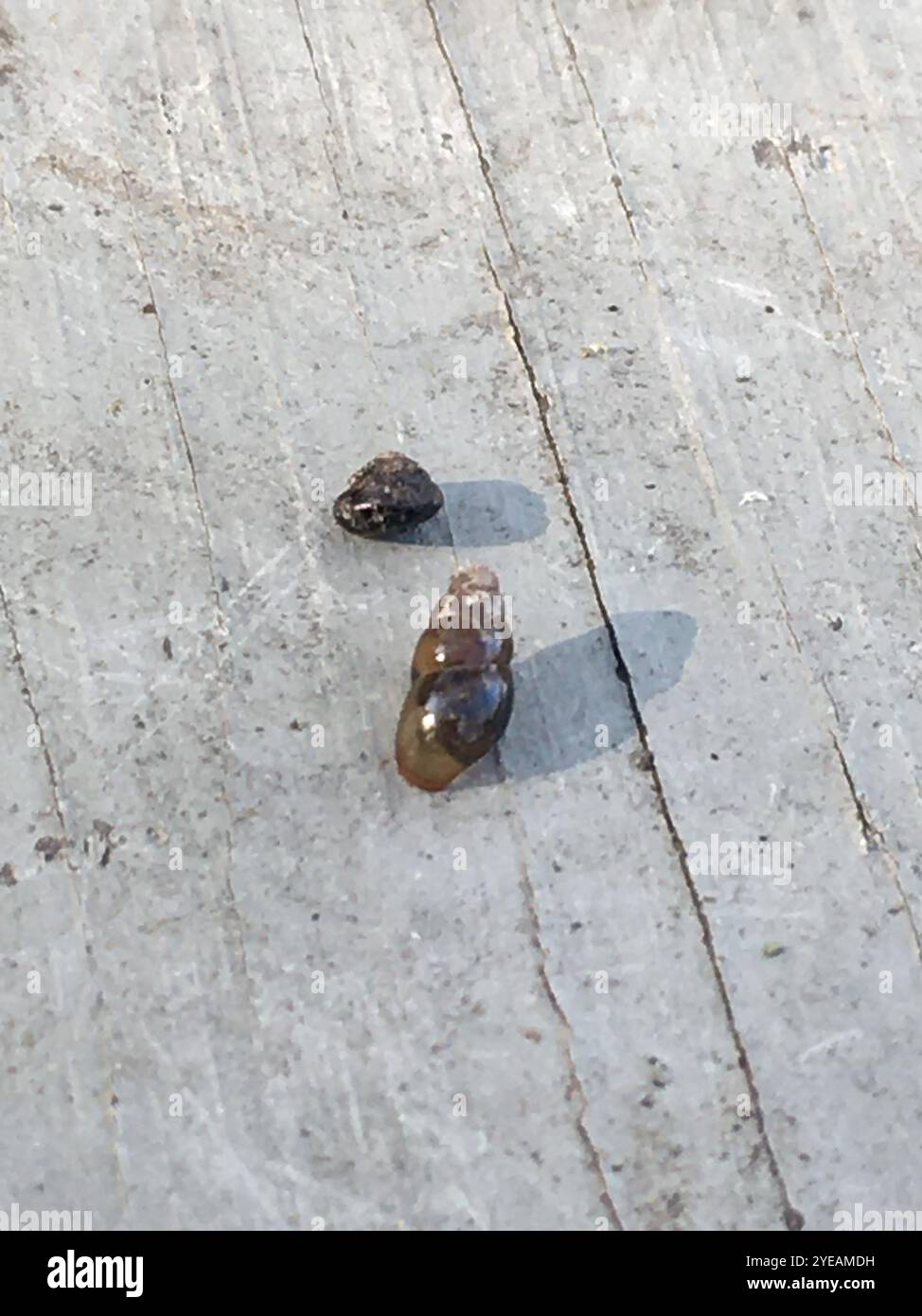 Cochlicopa lubrica hi-res stock photography and images - Alamy