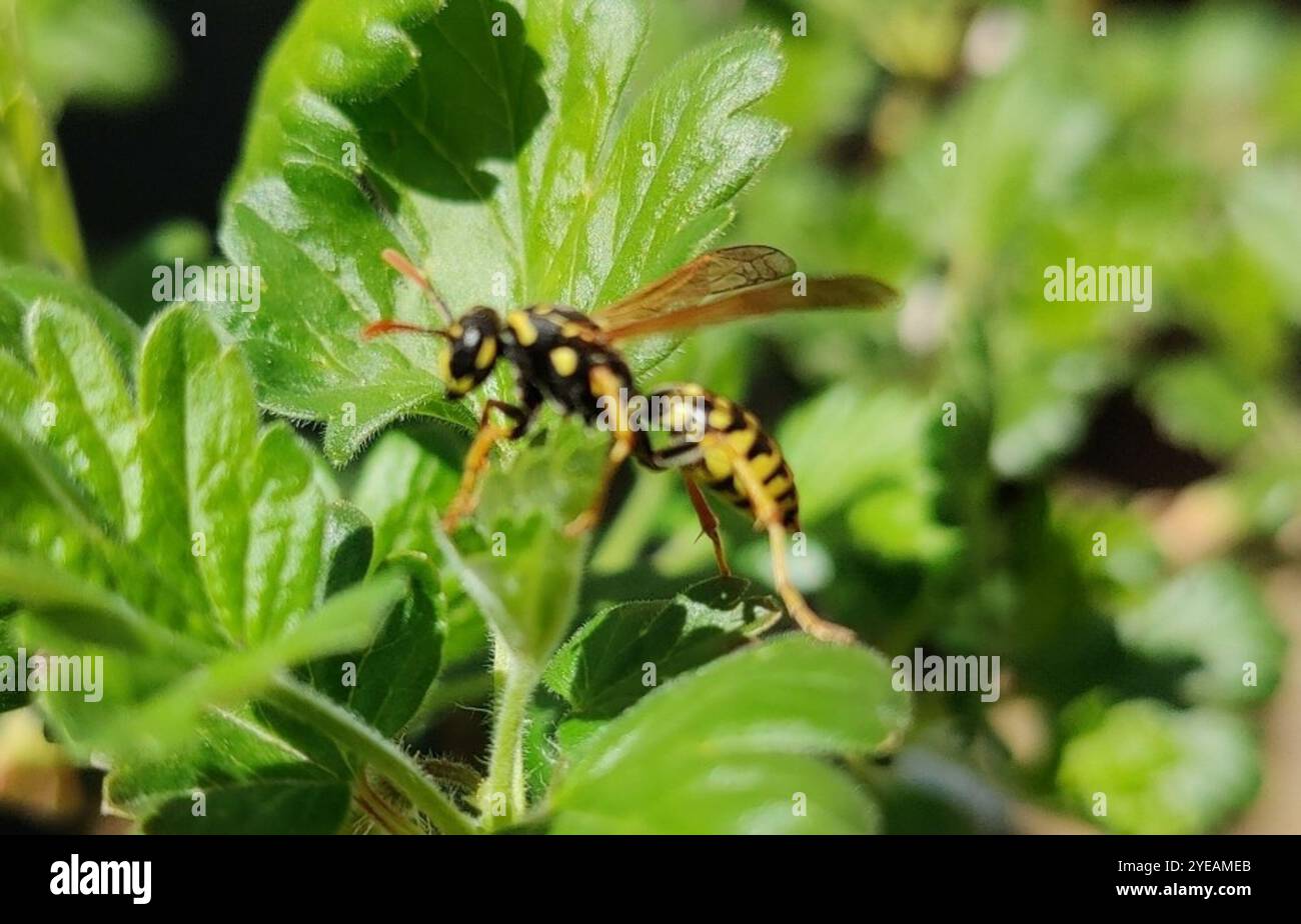 European Paper Wasp (Polistes dominula Stock Photo - Alamy