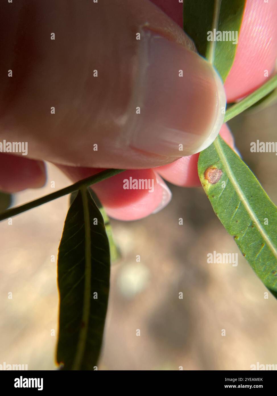 Peppertree Psyllid (Calophya schini Stock Photo - Alamy