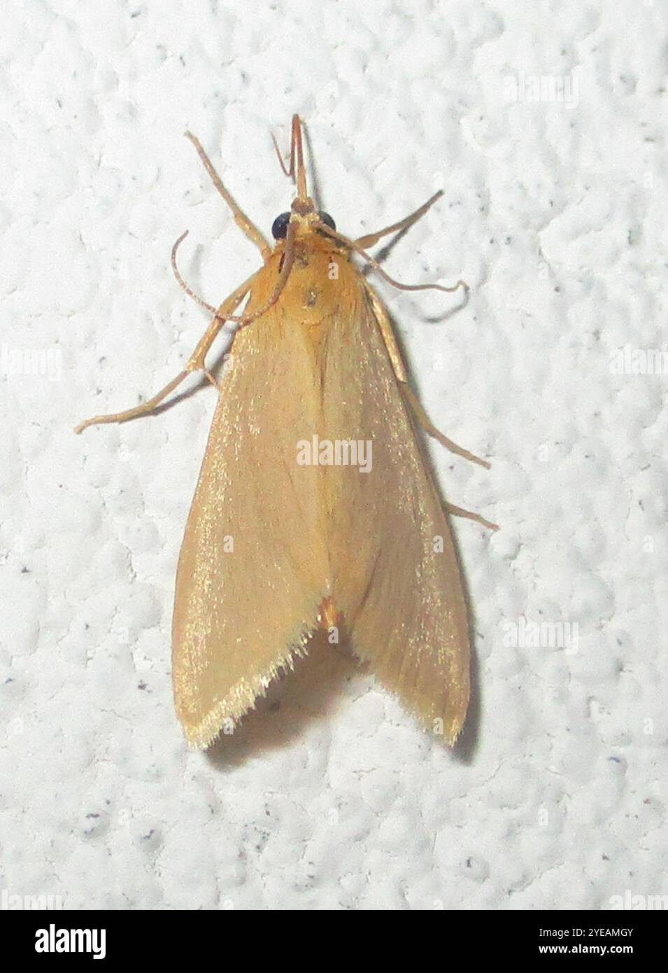 Impunctata hi-res stock photography and images - Alamy