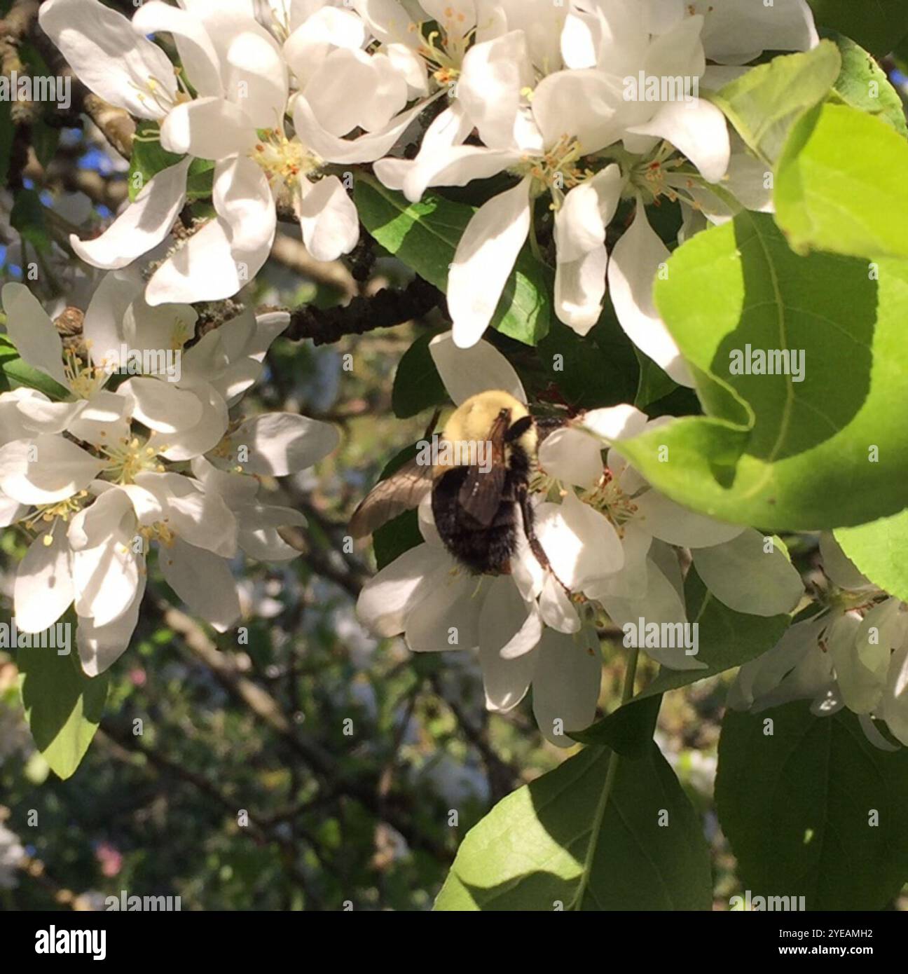Common Eastern Bumble Bee (Bombus impatiens Stock Photo - Alamy
