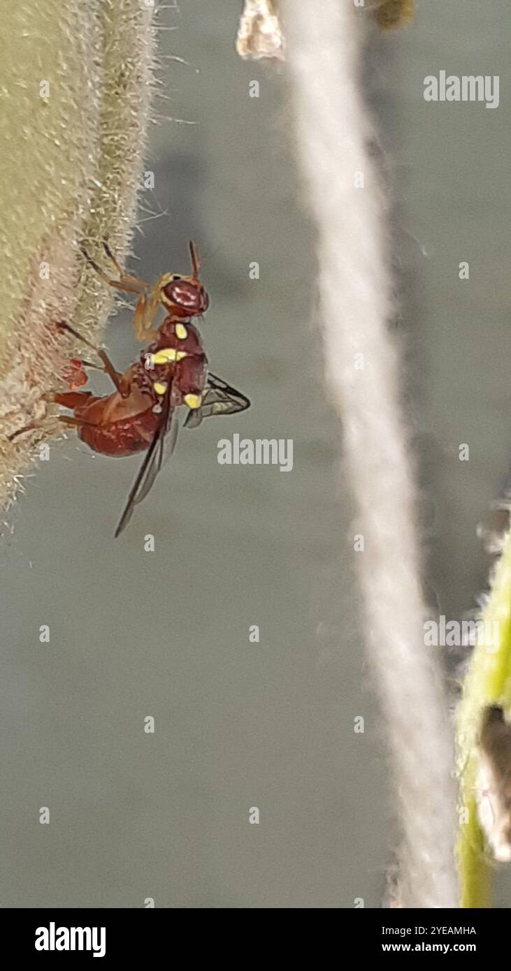 Cucurbit Fruit Flies (Dacinae Stock Photo - Alamy