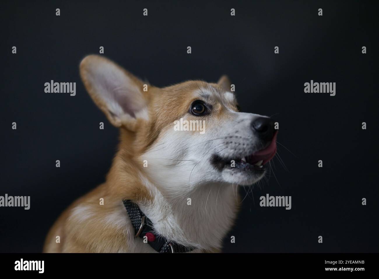 Side profile of a Pembroke Welsh Corgi dog sticking out its tongue on a ...