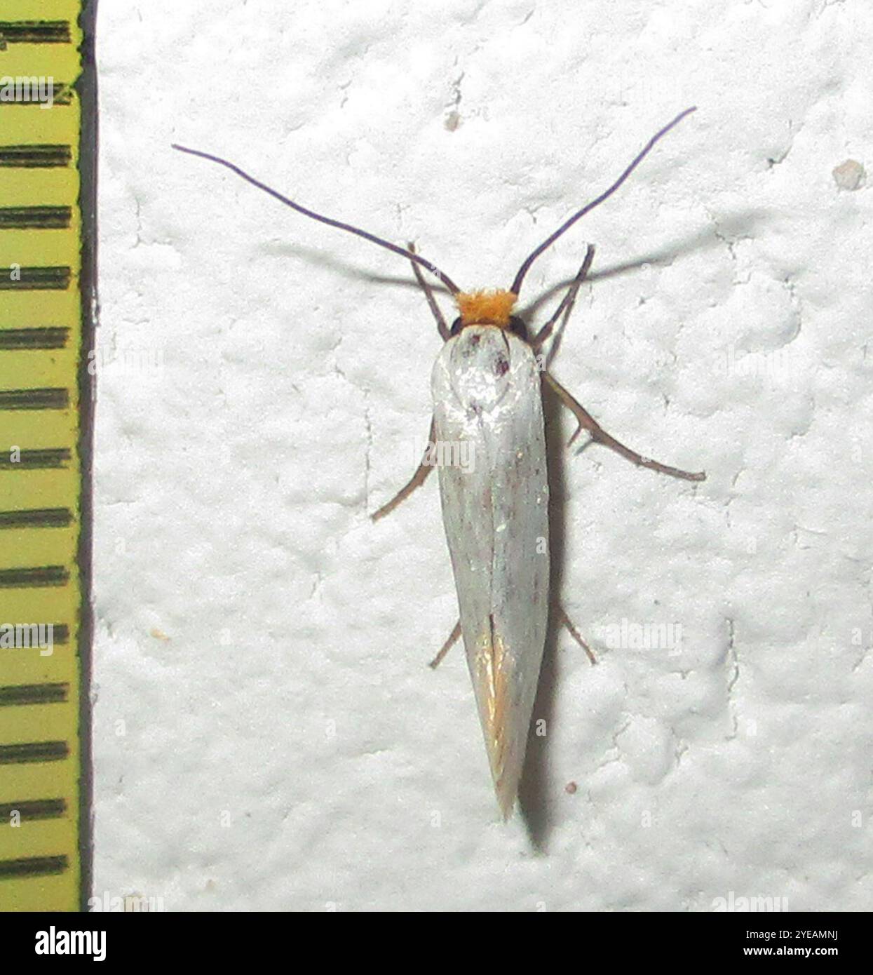 Fungus Moths, Clothes Moths, & Allies (Tineidae Stock Photo - Alamy