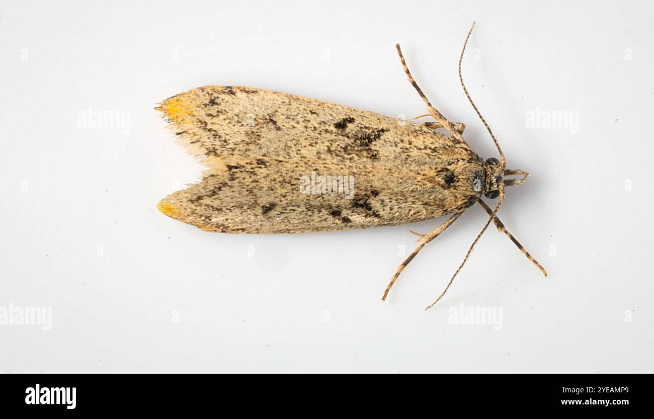 March Tubic (Diurnea fagella Stock Photo - Alamy
