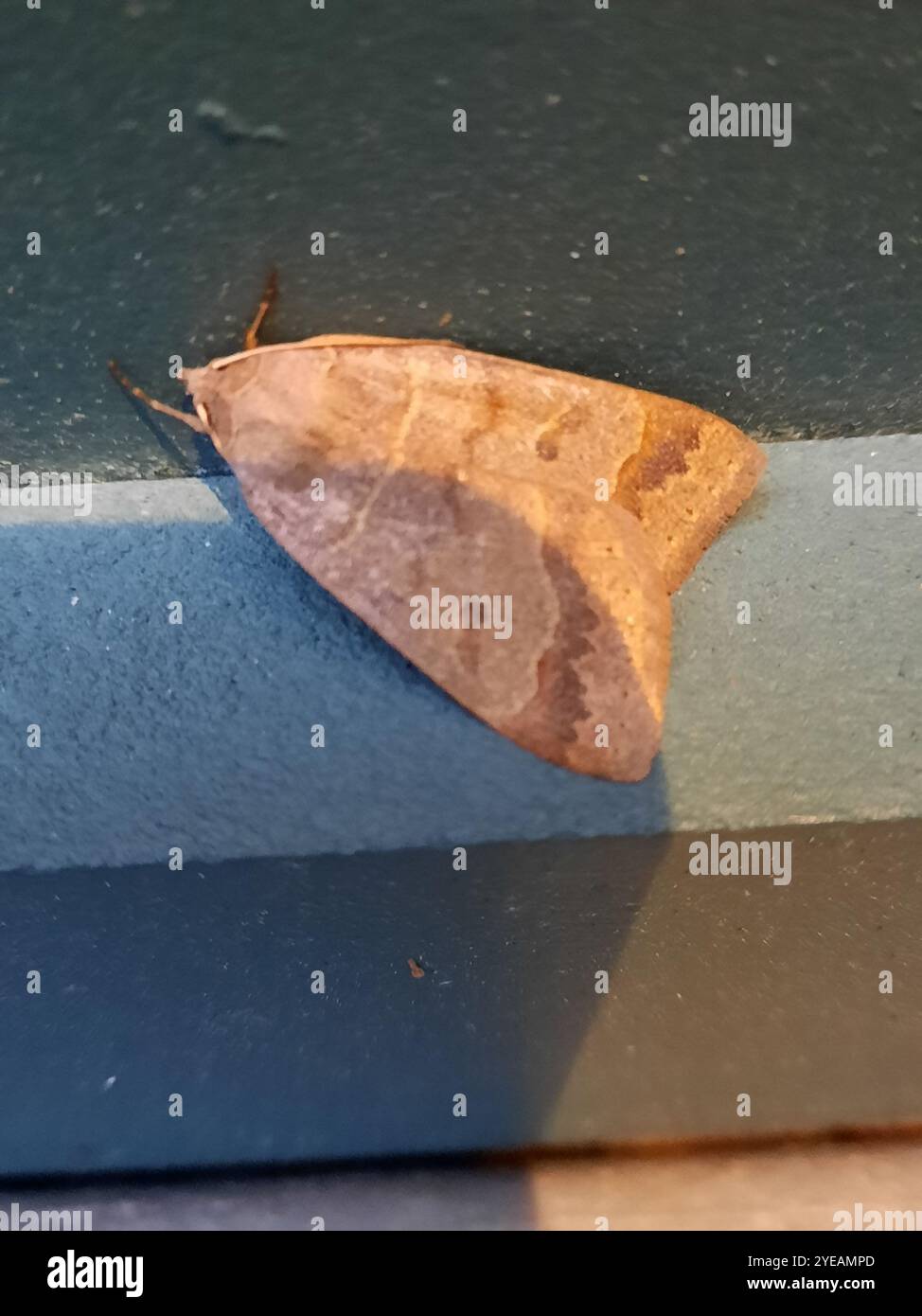 Common Oak Moth (Phoberia atomaris Stock Photo - Alamy