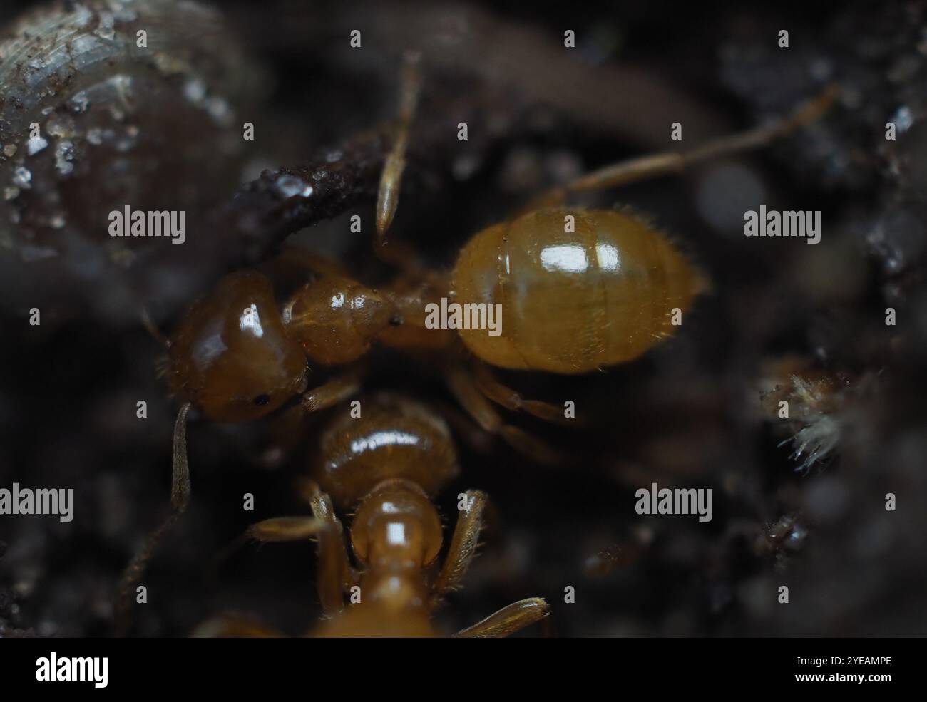 Acanthomyops hi-res stock photography and images - Alamy