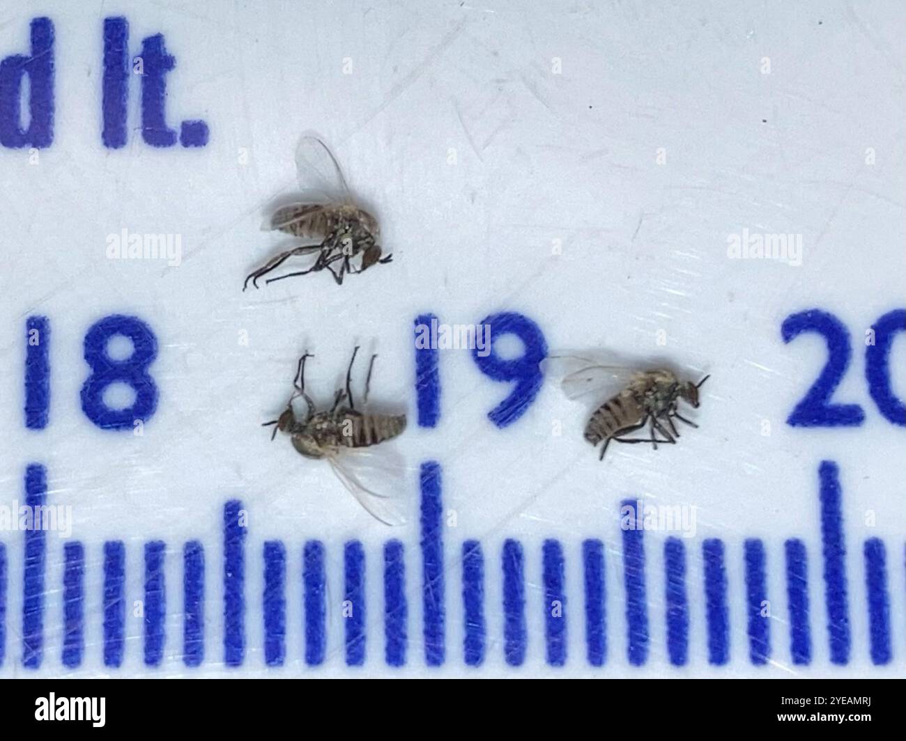 Biting Midges (Ceratopogonidae Stock Photo - Alamy