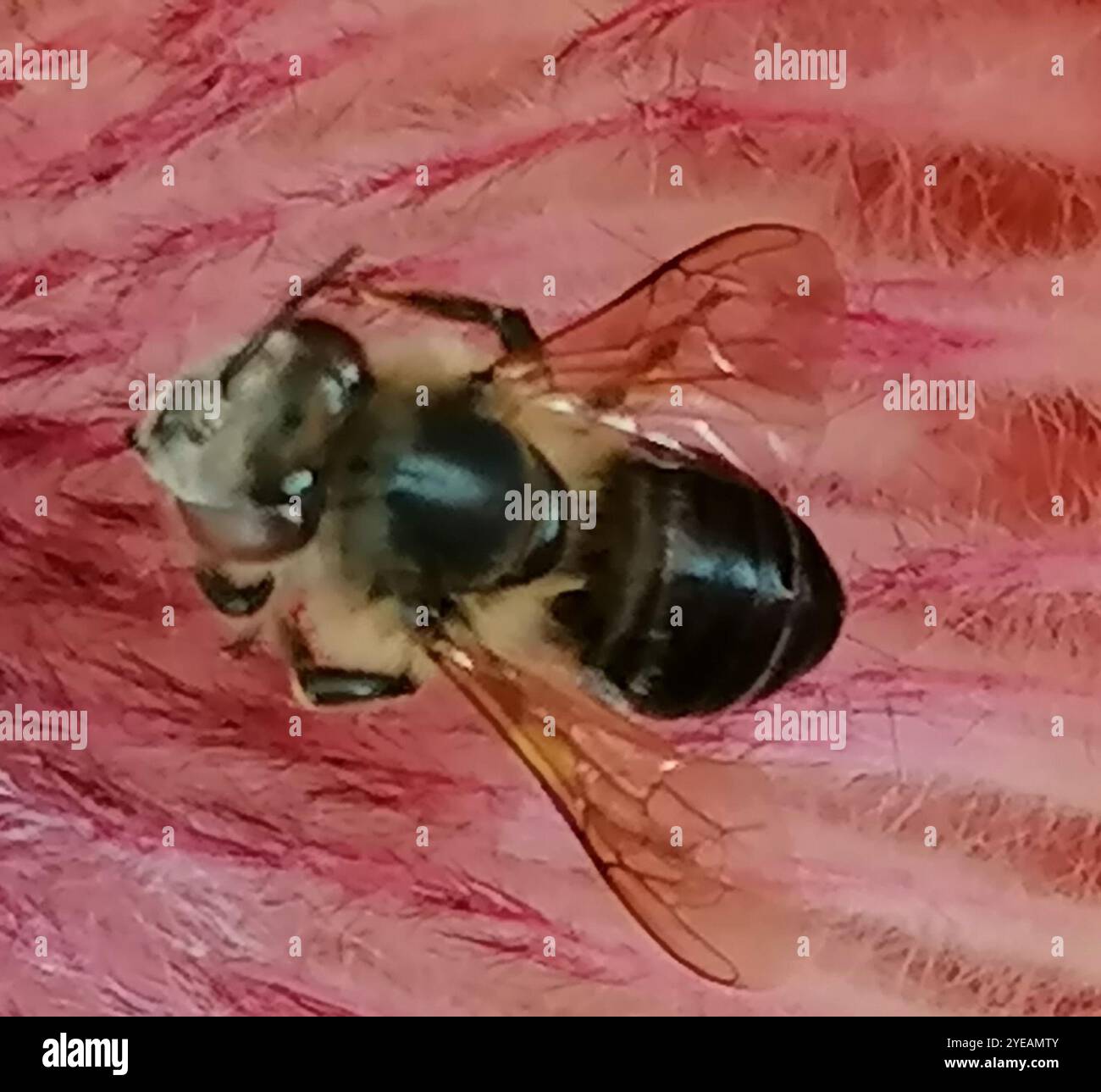 Cape Honey Bee (Apis mellifera capensis Stock Photo - Alamy