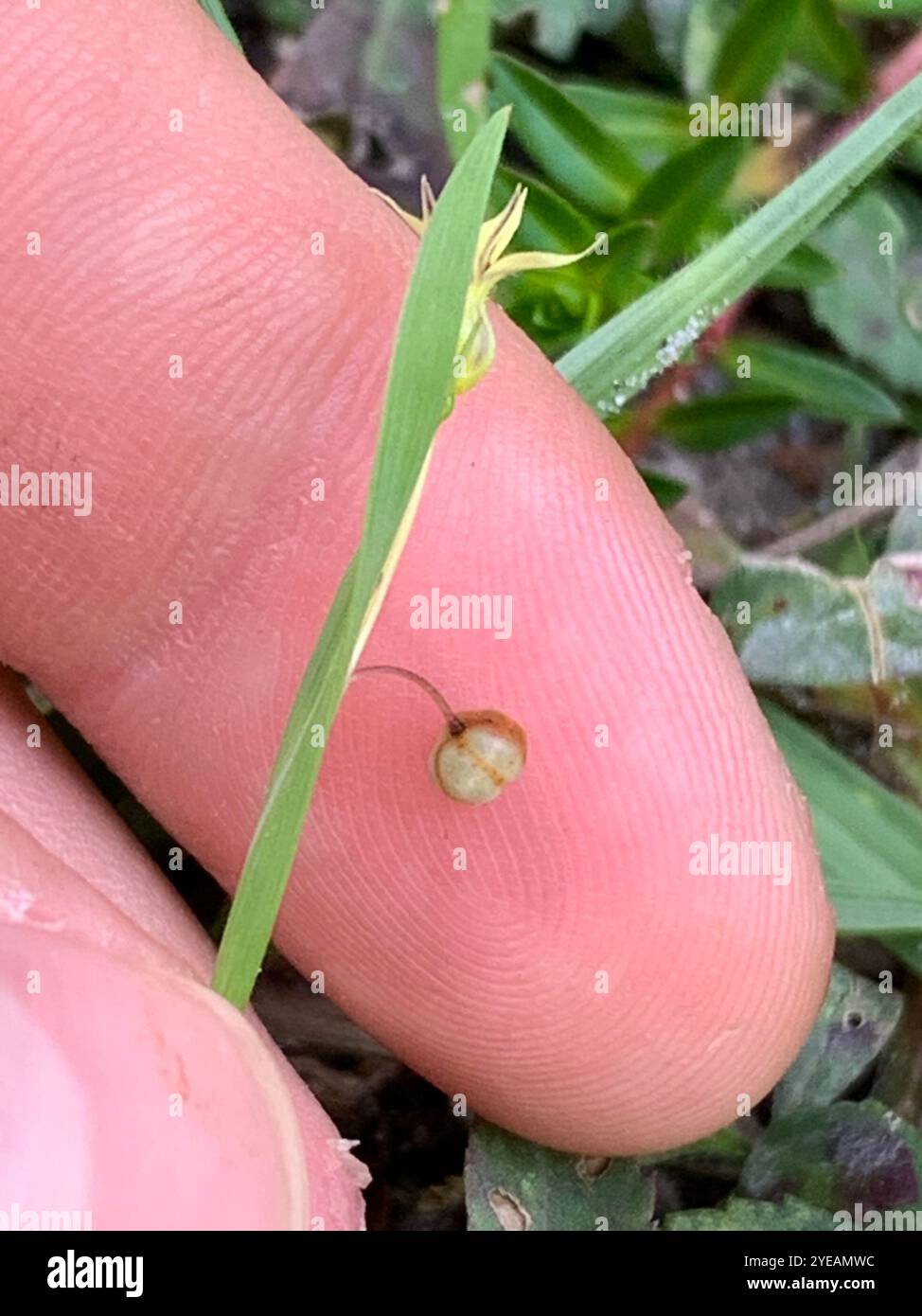 Pigroot hi-res stock photography and images - Alamy