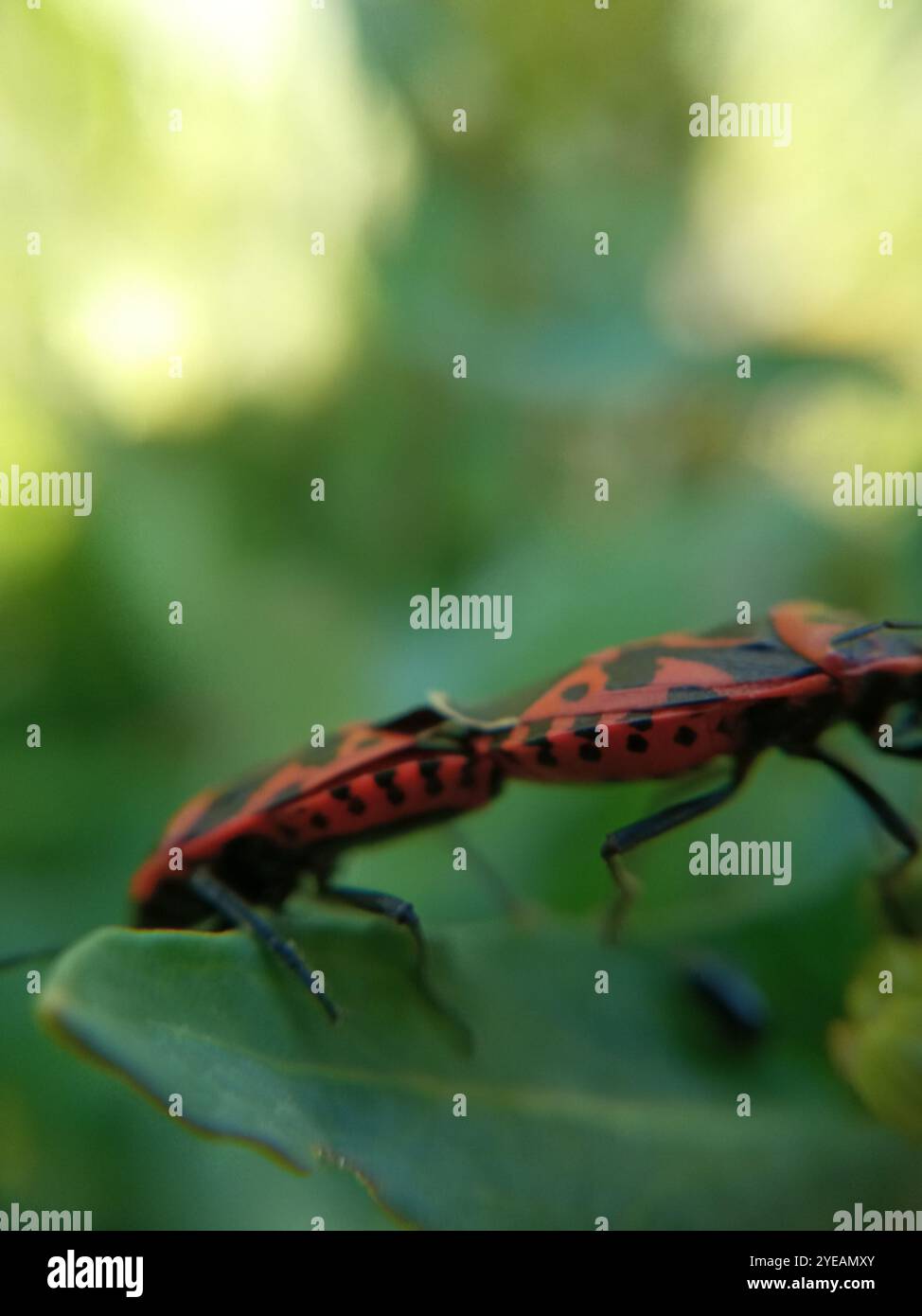 Cruciferous bug hi-res stock photography and images - Alamy