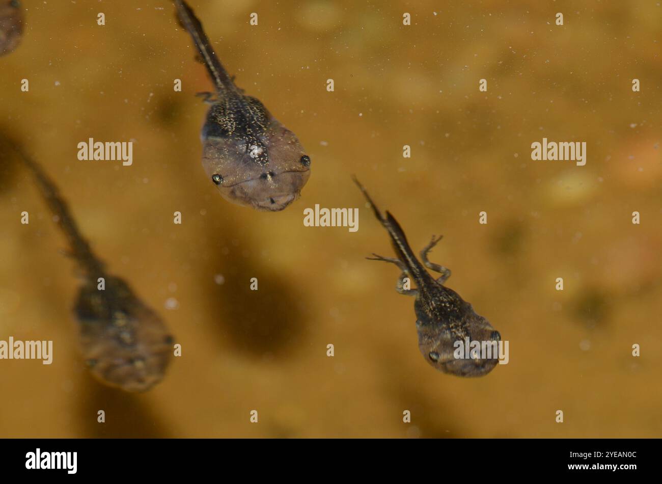 Phrynomantis hi-res stock photography and images - Alamy