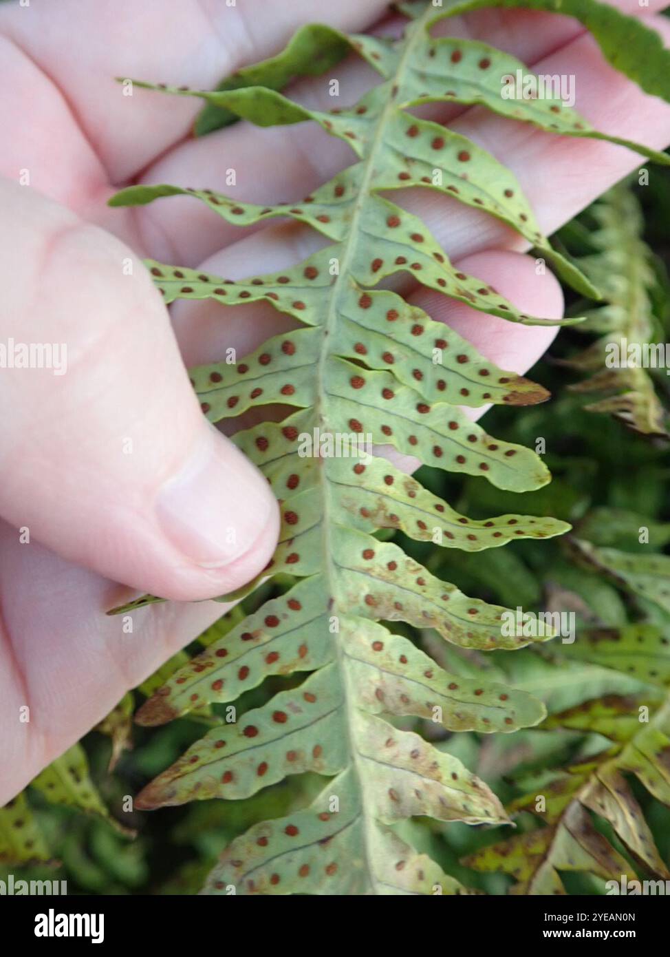 rock polypody (Polypodium virginianum Stock Photo - Alamy