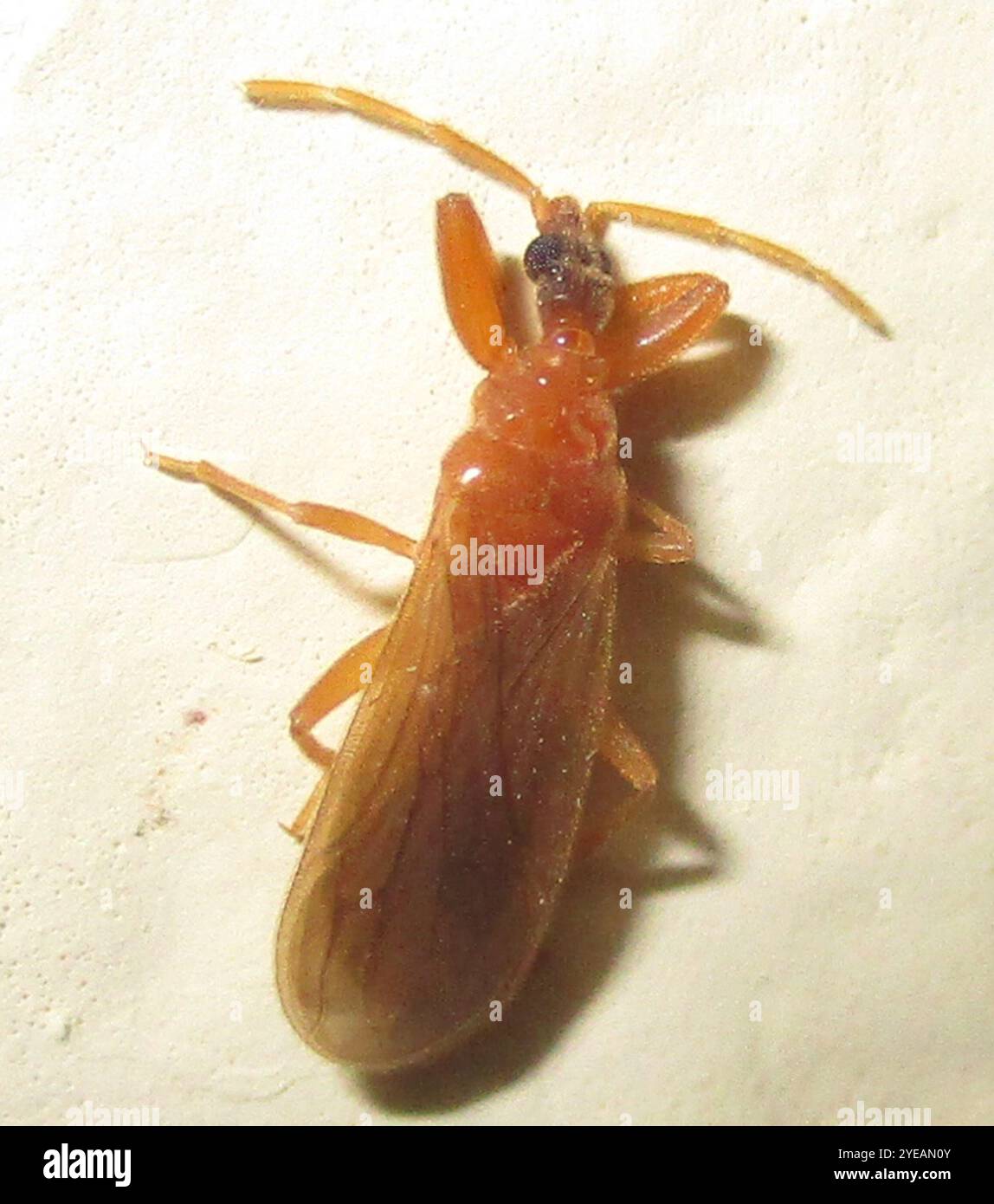 Gnat Bugs (Enicocephalidae Stock Photo - Alamy