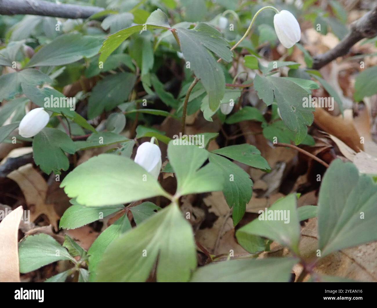 wood anemone (Anemonoides quinquefolia Stock Photo - Alamy
