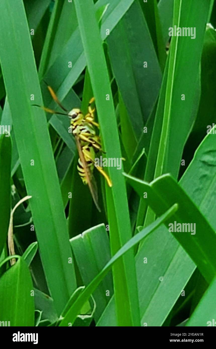 Winged and Once-winged Insects (Pterygota Stock Photo - Alamy