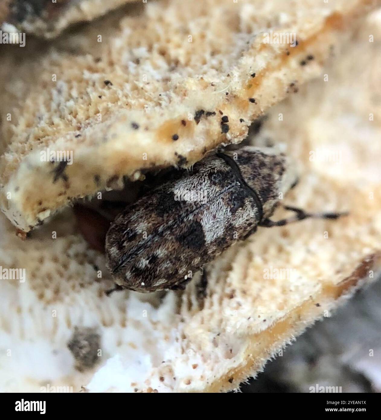 Marbled Fungus Weevil (Euparius marmoreus Stock Photo - Alamy