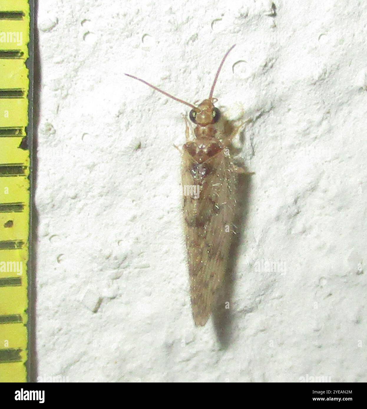 Antlions, Lacewings, and Allies (Neuroptera Stock Photo - Alamy