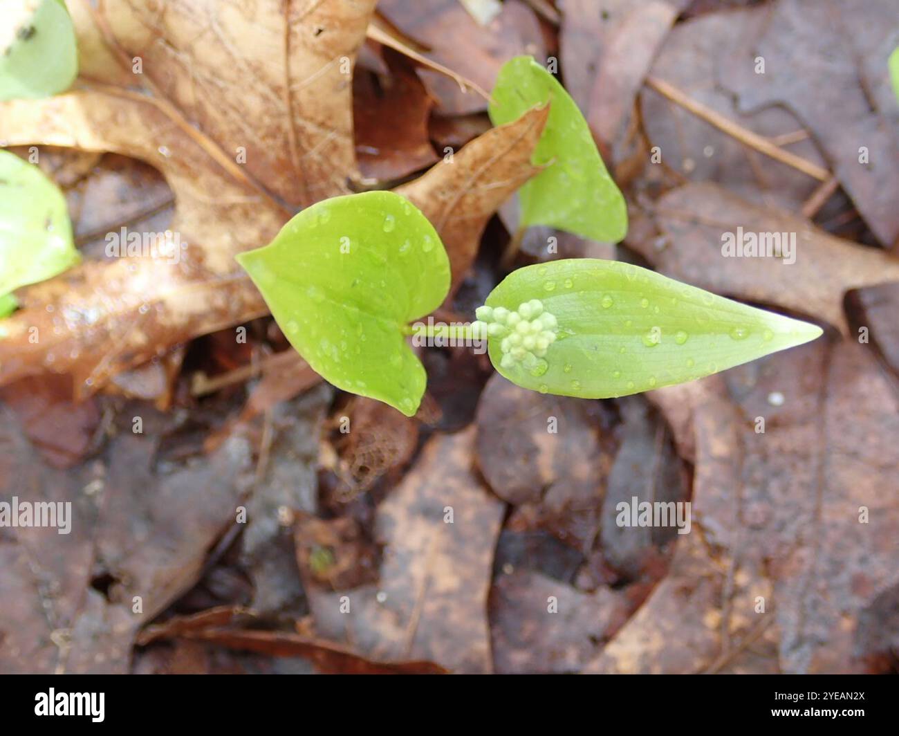 Canada mayflower (Maianthemum canadense Stock Photo - Alamy