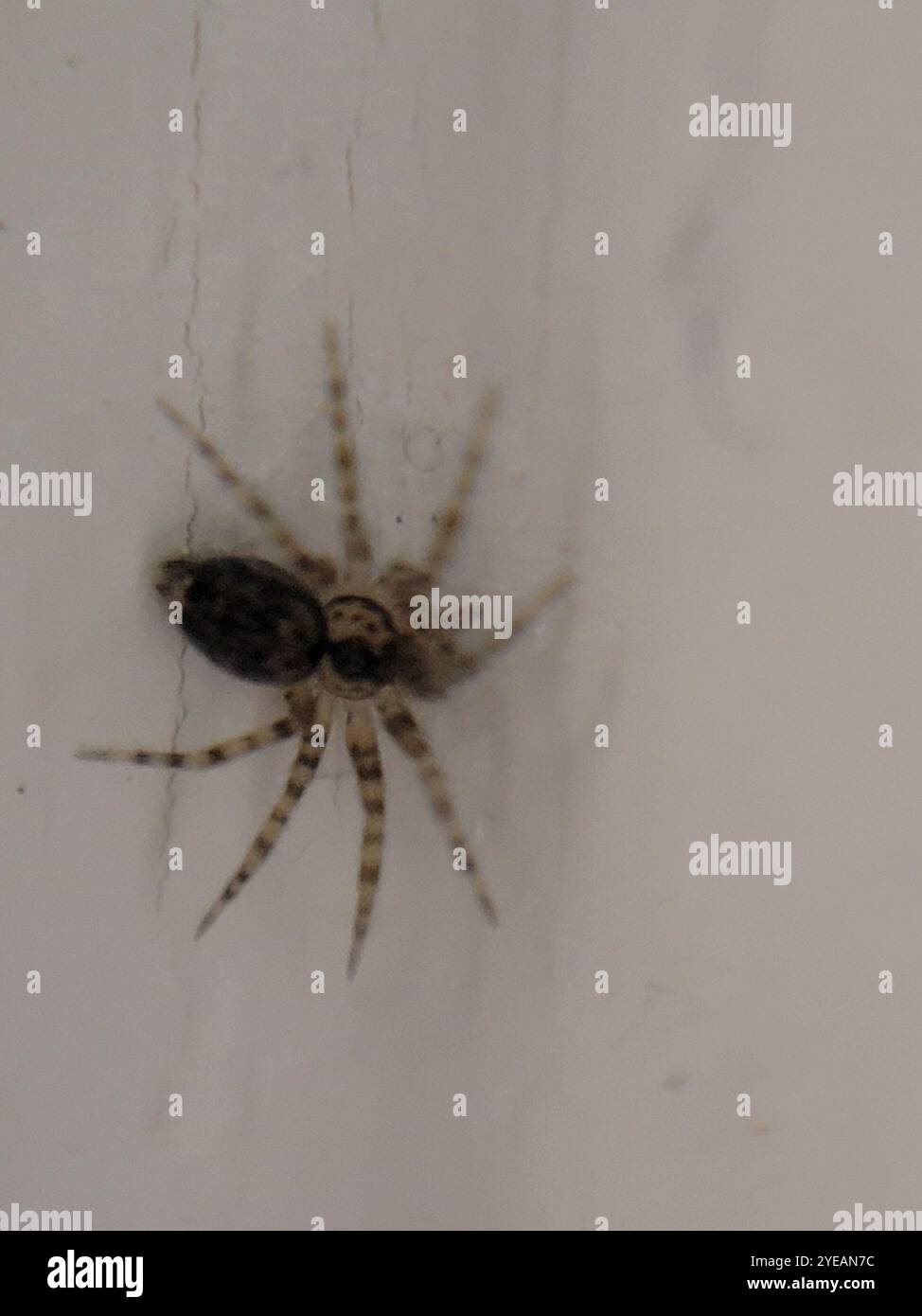 Wall Spiders (Oecobius Stock Photo - Alamy