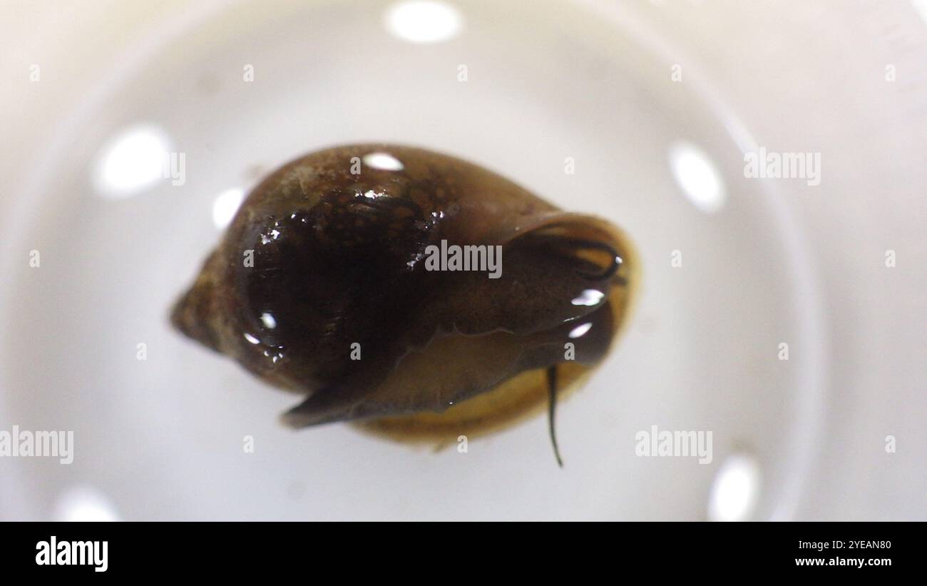 Bladder Snails (Physidae Stock Photo - Alamy