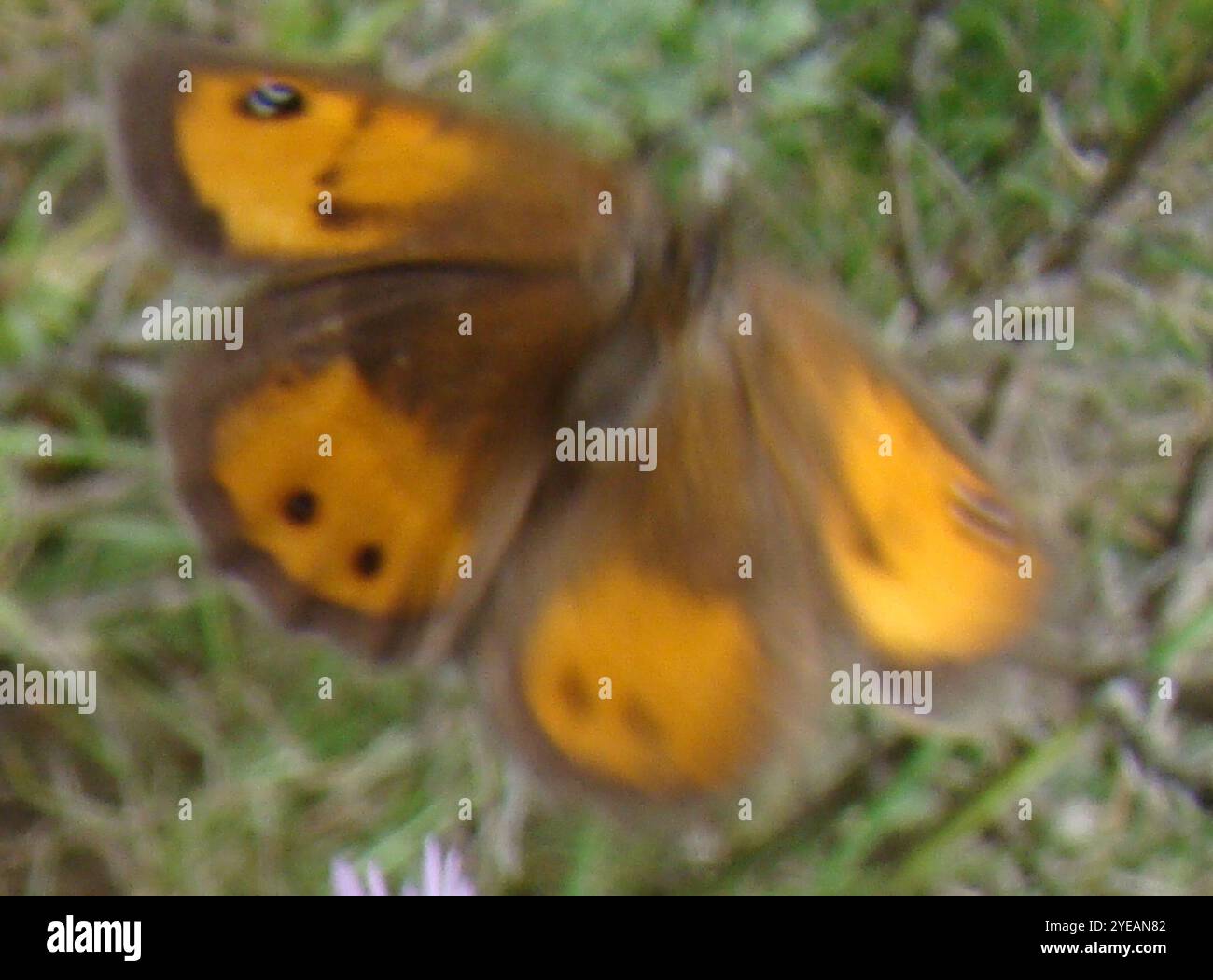 Spanish Gatekeeper (Pyronia bathseba Stock Photo - Alamy