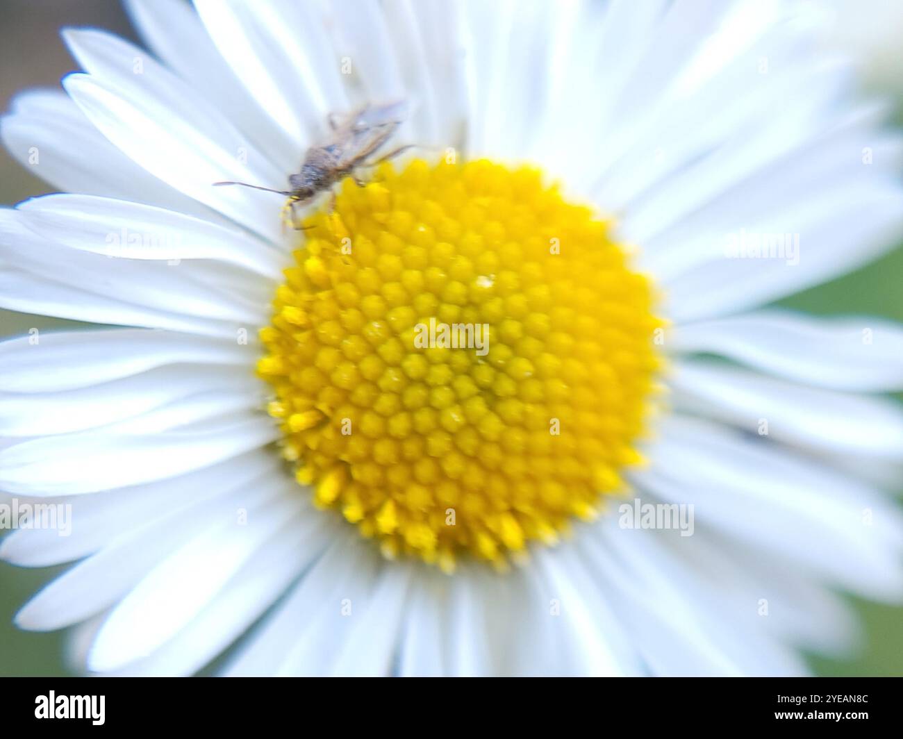 False chinch bugs (Nysius Stock Photo - Alamy