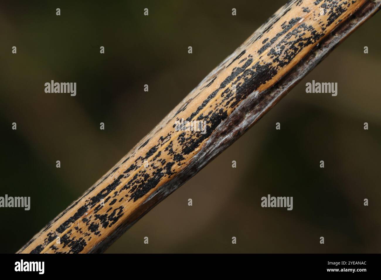 Map of bracken hi-res stock photography and images - Alamy
