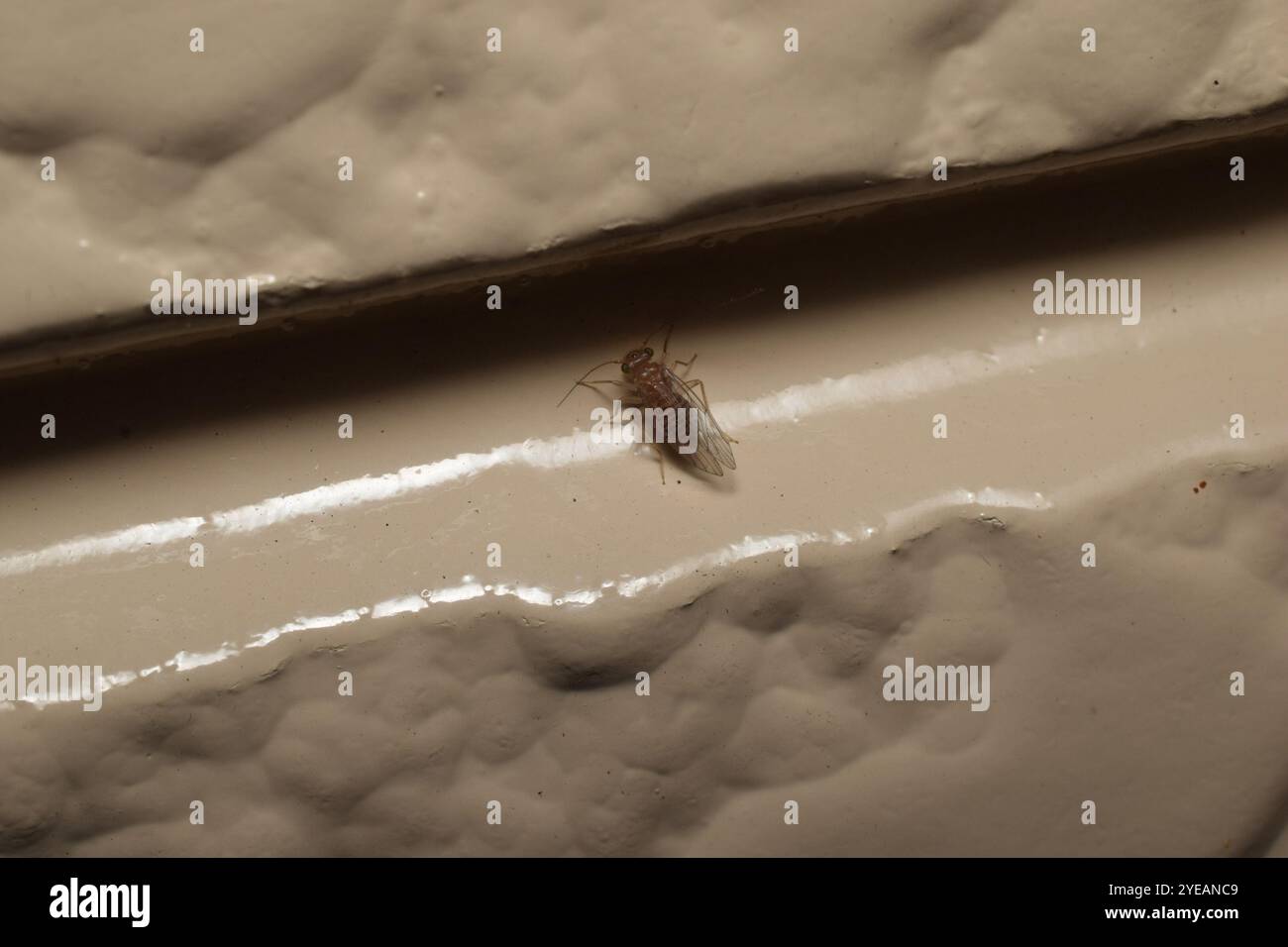 Barklice, Booklice, and Parasitic Lice (Psocodea Stock Photo - Alamy