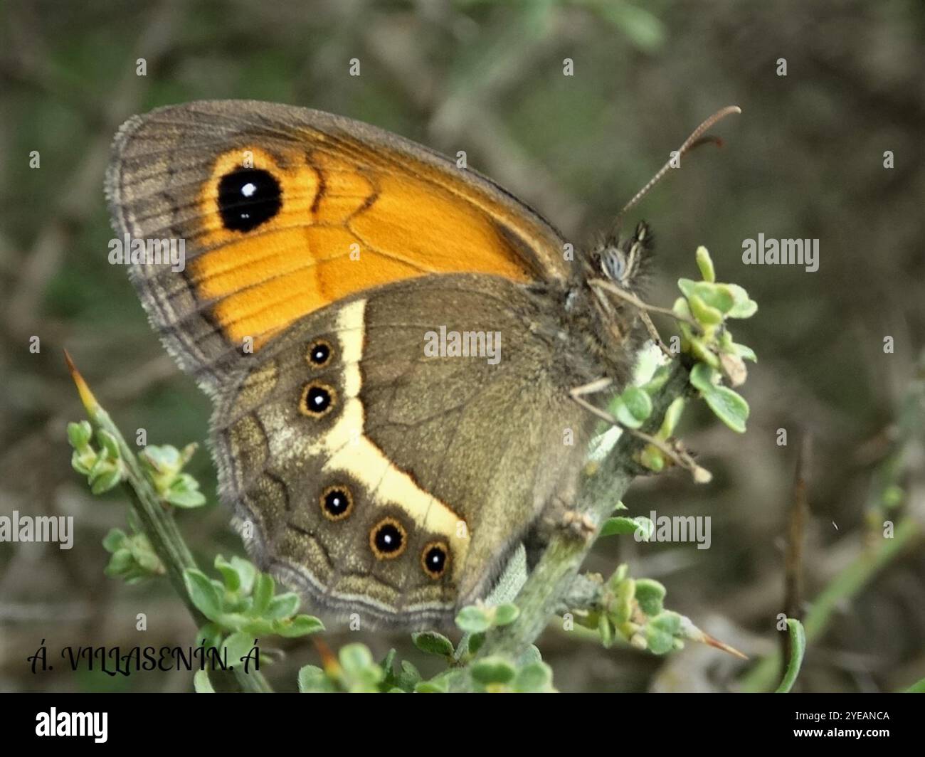 Spanish Gatekeeper (Pyronia bathseba Stock Photo - Alamy