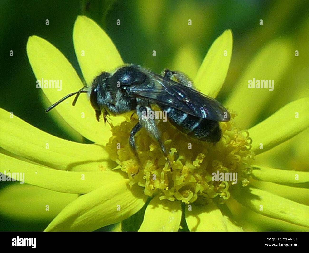 Mining Bees (Andrena Stock Photo - Alamy