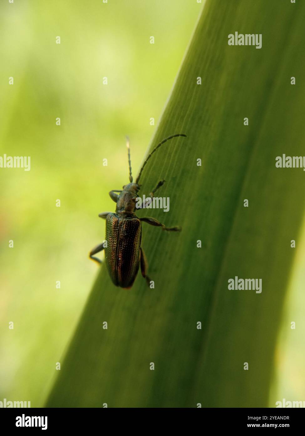 jewel reed beetle (Plateumaris sericea Stock Photo - Alamy