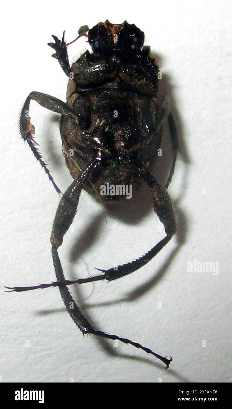 Dung spider hi-res stock photography and images - Alamy