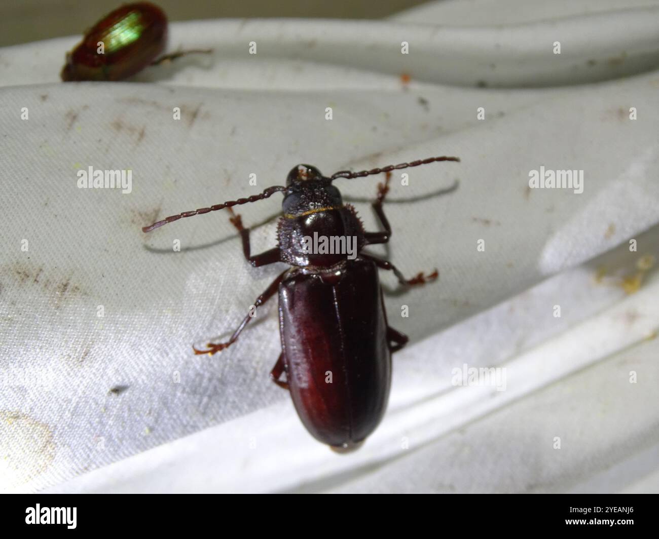 Hardwood Stump Borer (Mallodon dasystomus Stock Photo - Alamy