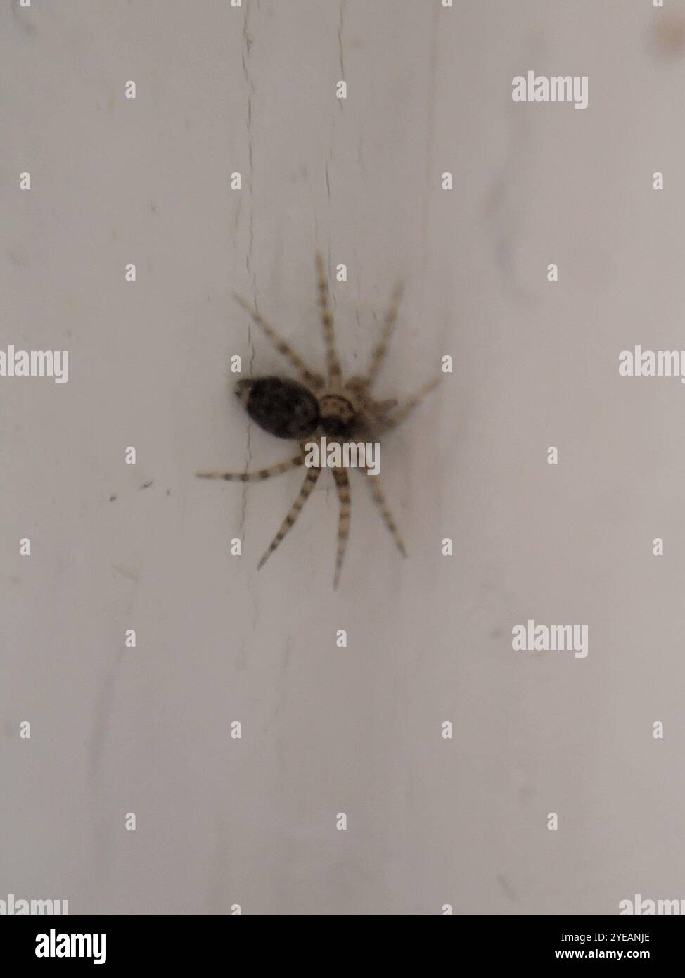 Wall Spiders (Oecobius Stock Photo - Alamy