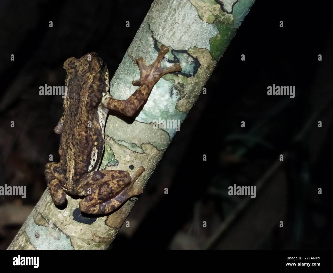 Pedostibes hi-res stock photography and images - Alamy