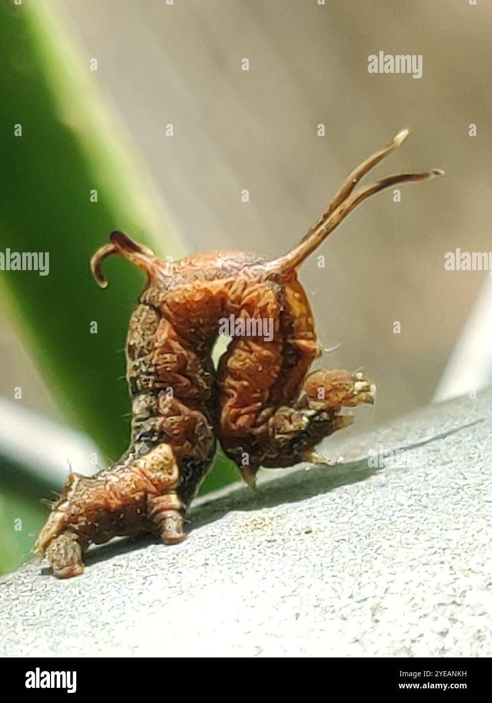 Horned spanworm hi-res stock photography and images - Alamy