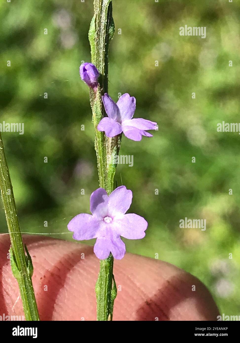 Texas vervain hi-res stock photography and images - Alamy