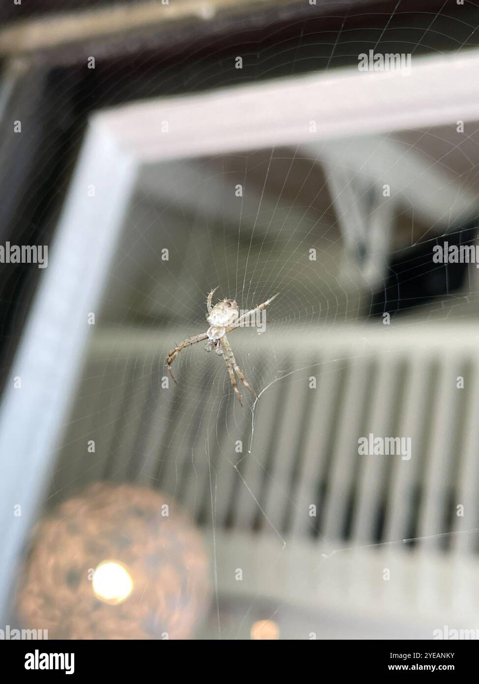 Hawaiian garden spider hi-res stock photography and images - Alamy