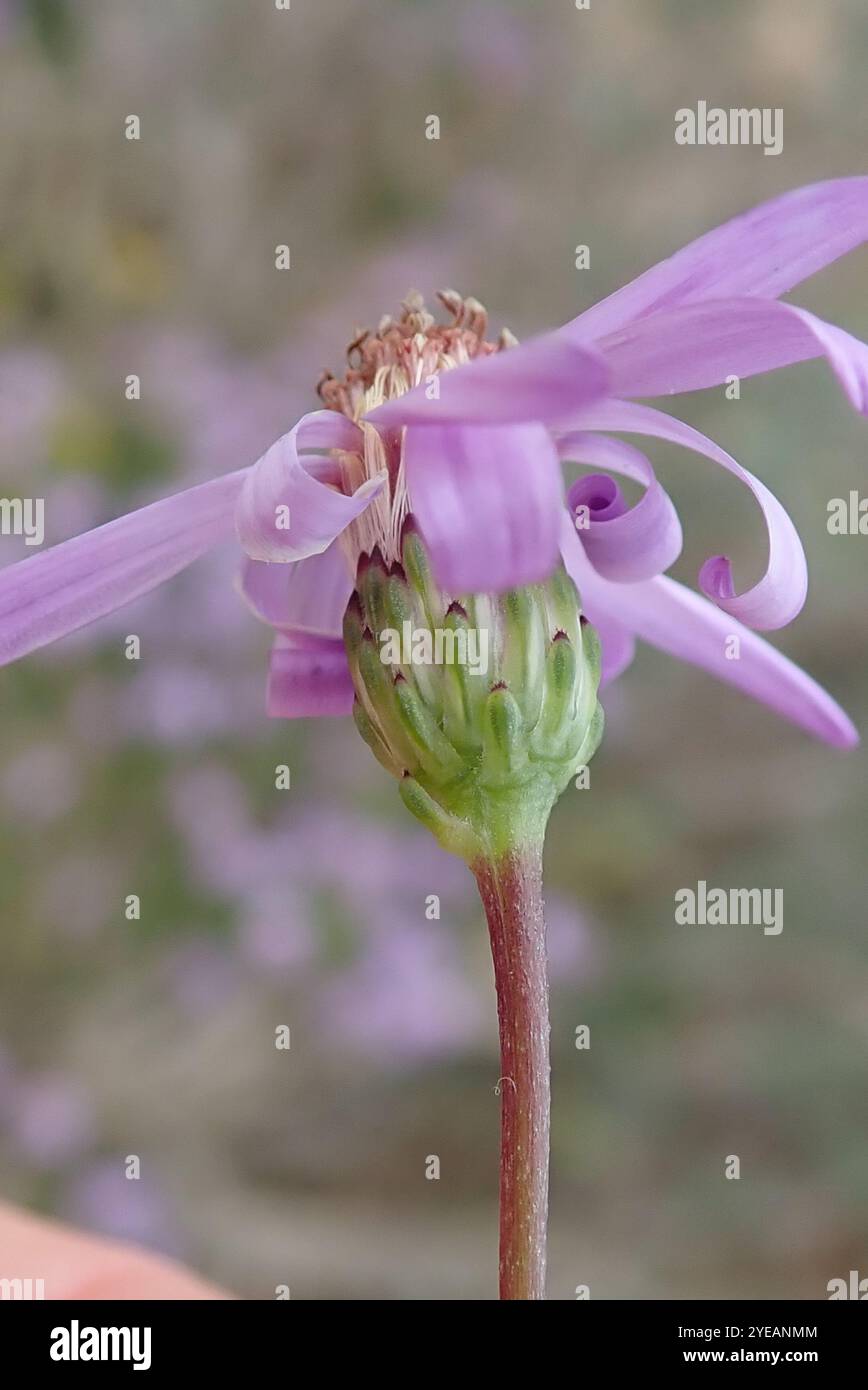 Fine Felicia (Felicia filifolia Stock Photo - Alamy