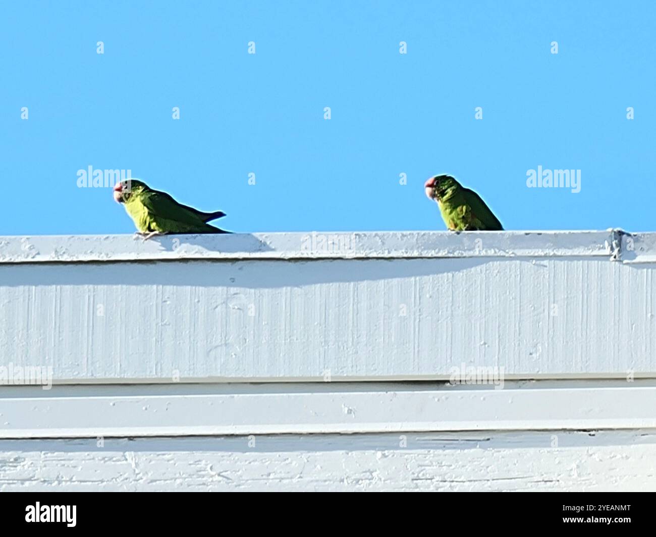 Mitred parakeet hi-res stock photography and images - Alamy