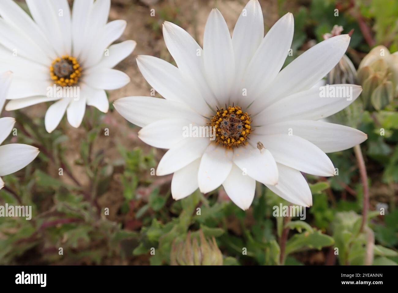 Cape marigold (Dimorphotheca sinuata Stock Photo - Alamy