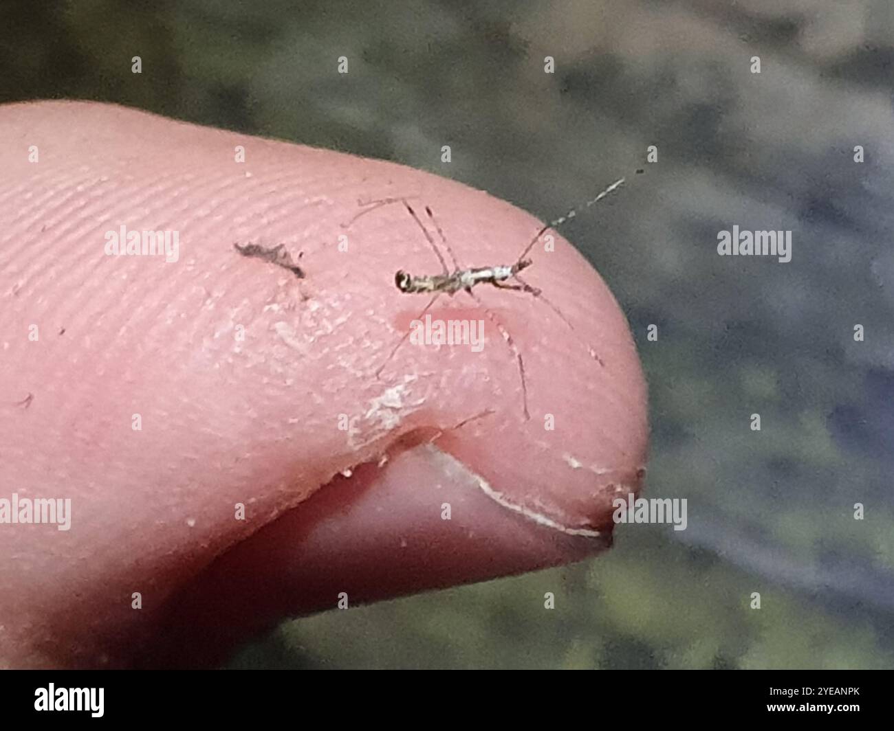 Thread legged bugs hi-res stock photography and images - Alamy