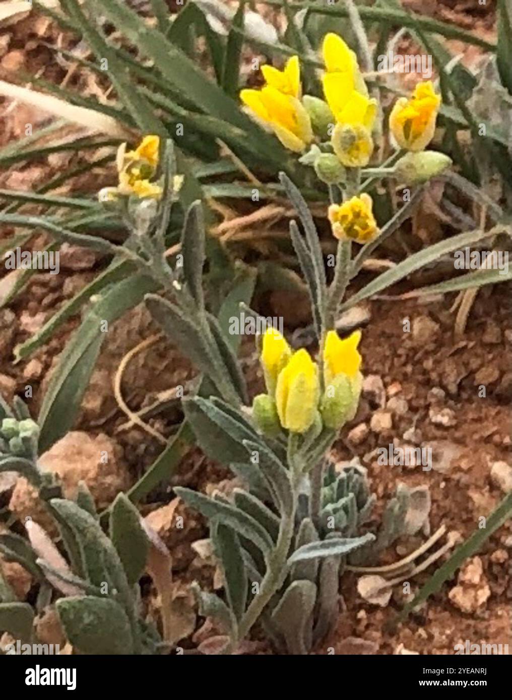 Bladderpods hi-res stock photography and images - Alamy