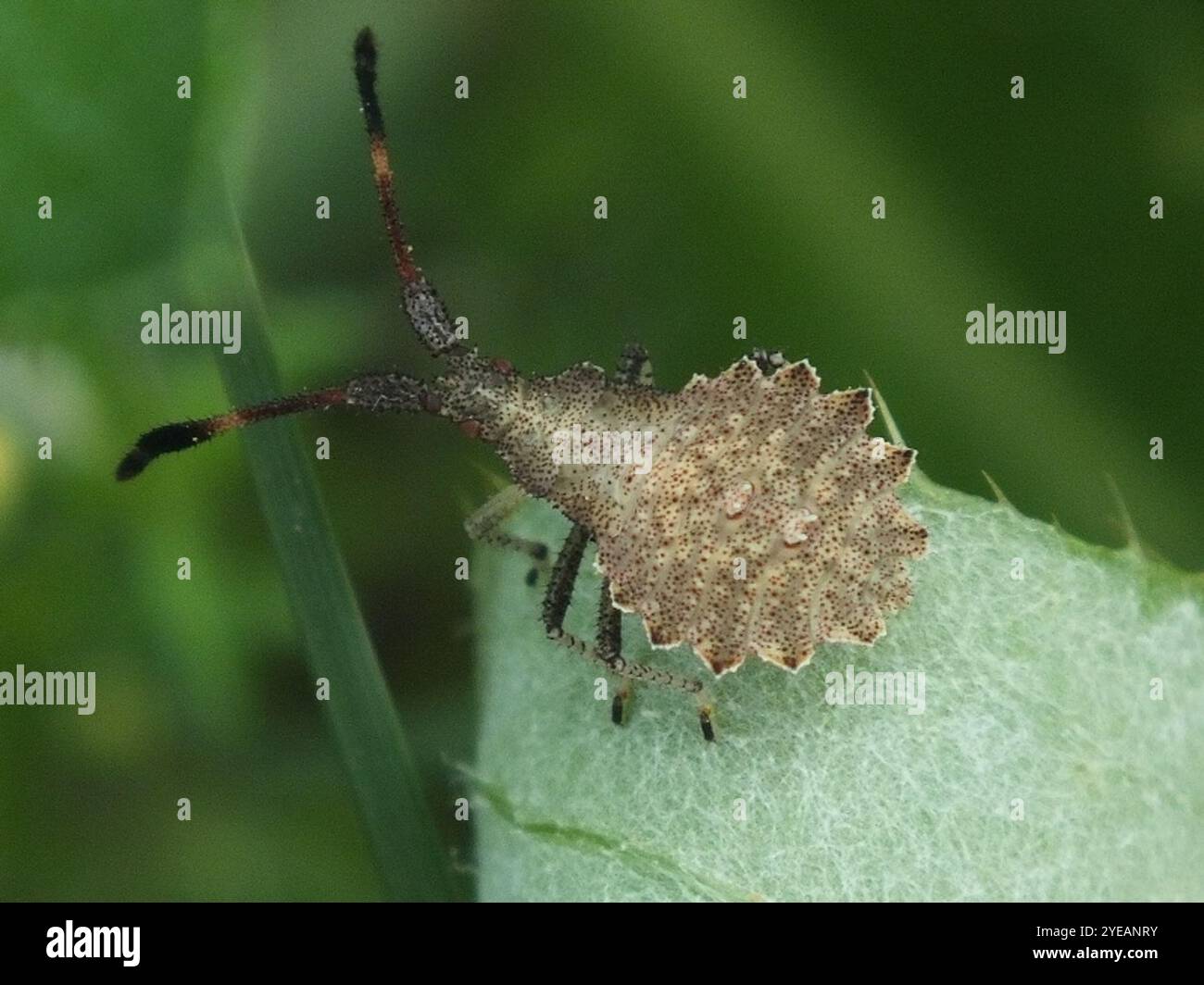 Enoplops hi-res stock photography and images - Alamy