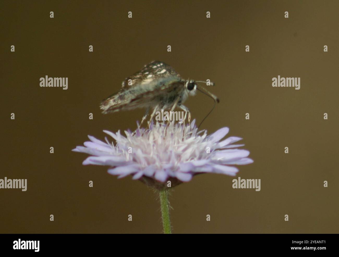 Orbed skipper hi-res stock photography and images - Alamy