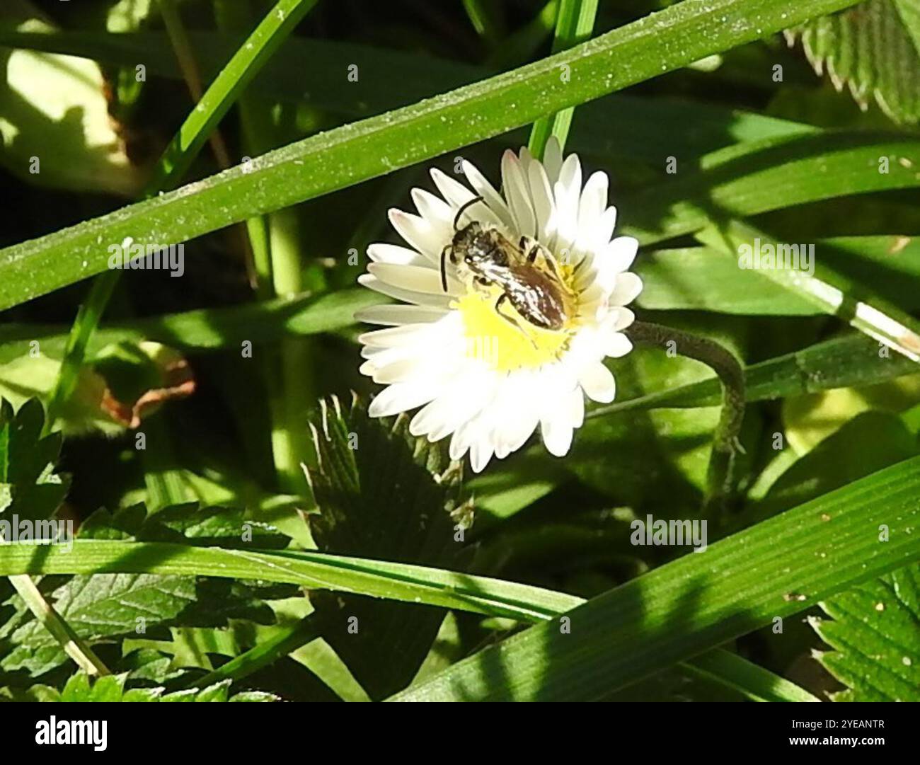 Mining Bees (Andrena Stock Photo - Alamy