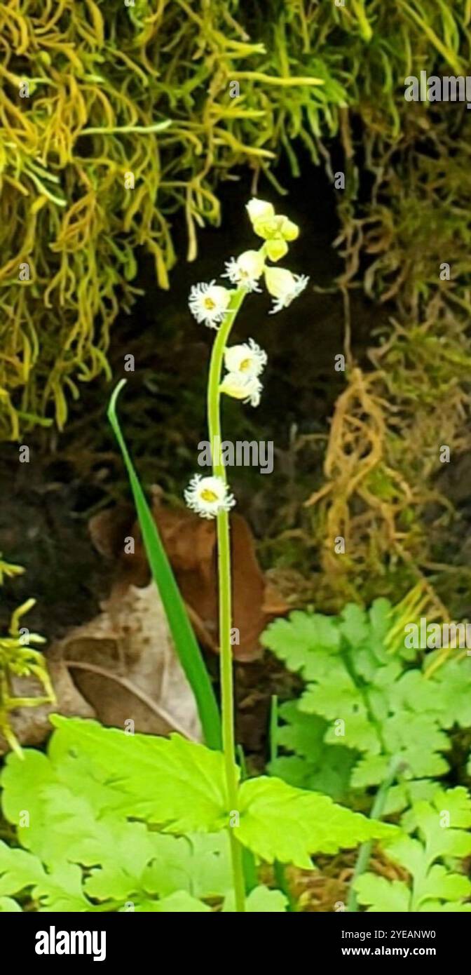 twoleaf miterwort (Mitella diphylla Stock Photo - Alamy