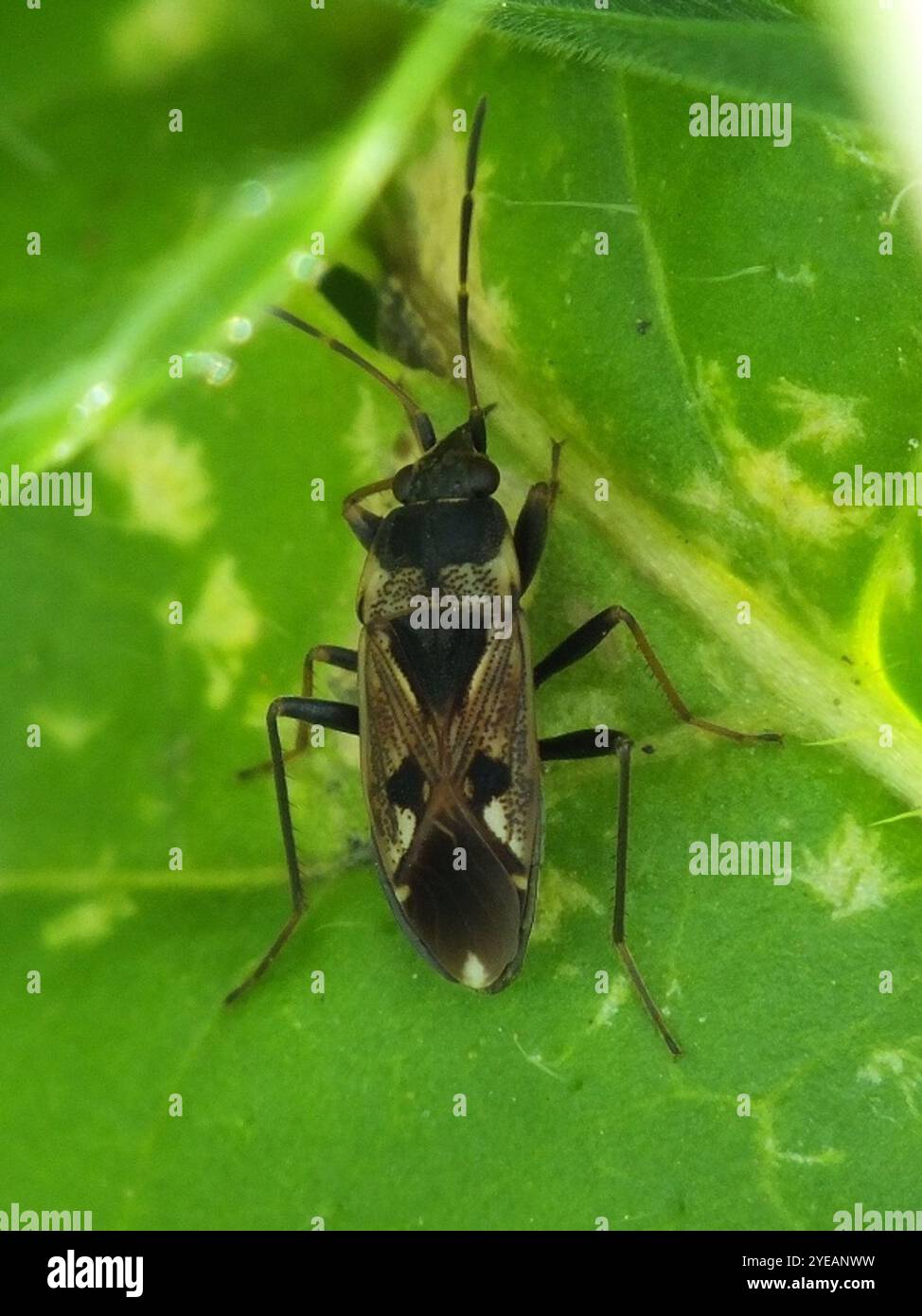 bright-spotted groundbug (Rhyparochromus vulgaris Stock Photo - Alamy